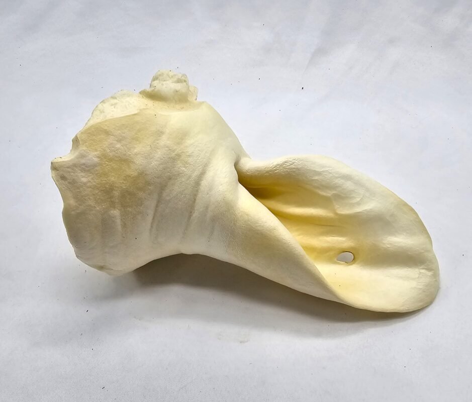 Natūralus Skanėstas šunims Jaučio ausys 5 vnt